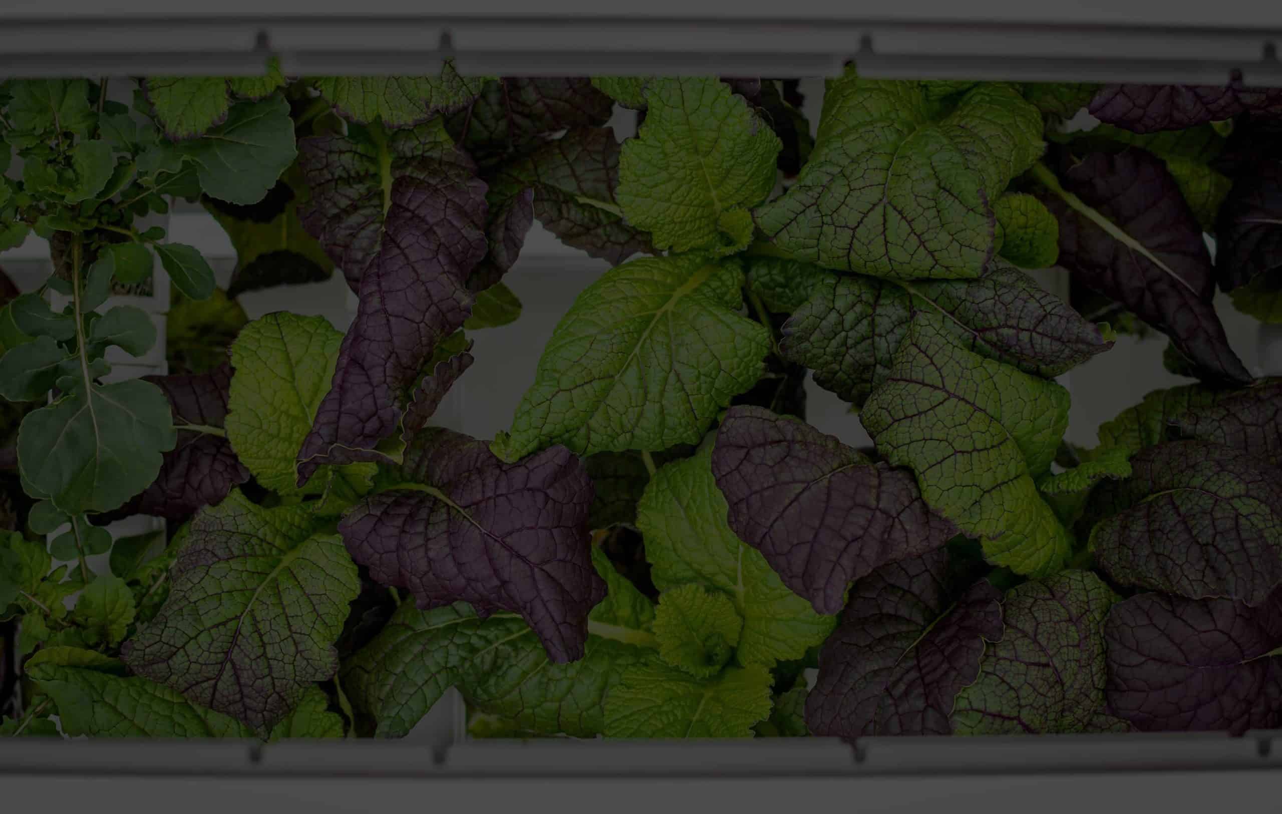 Container Farm Financing Plans | FarmBox Foods
