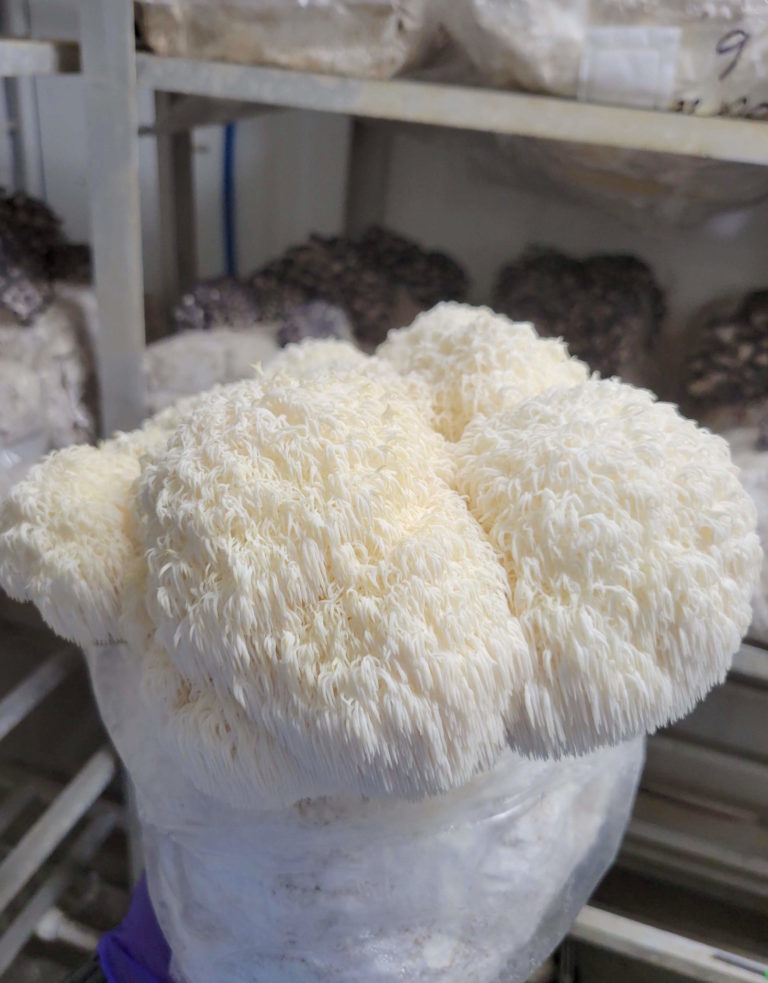 Gourmet Mushroom Farm - World's First Shipping Container Mushrooms
