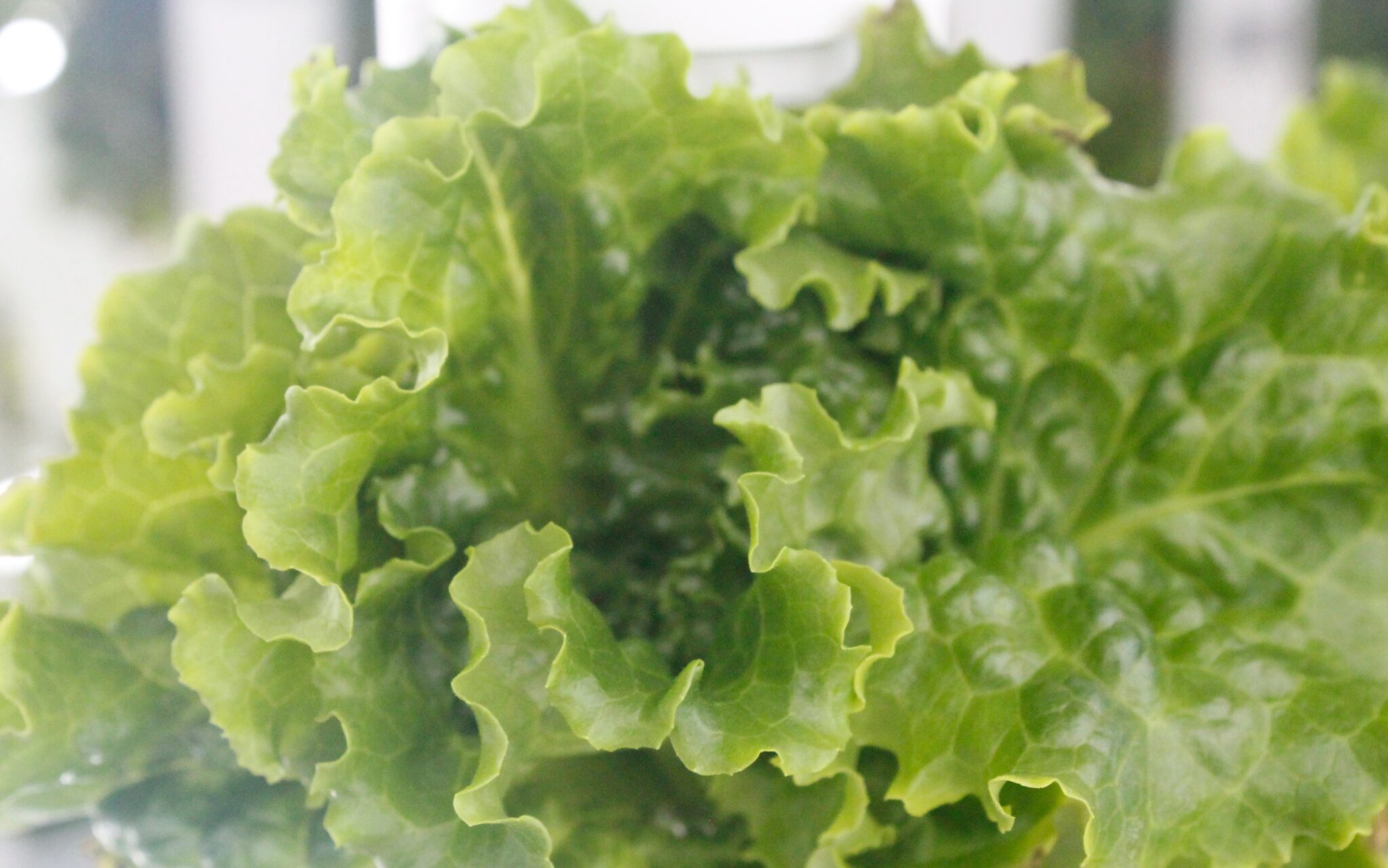 Hydroponic Container Farms and Mushroom Farms | FarmBox Foods