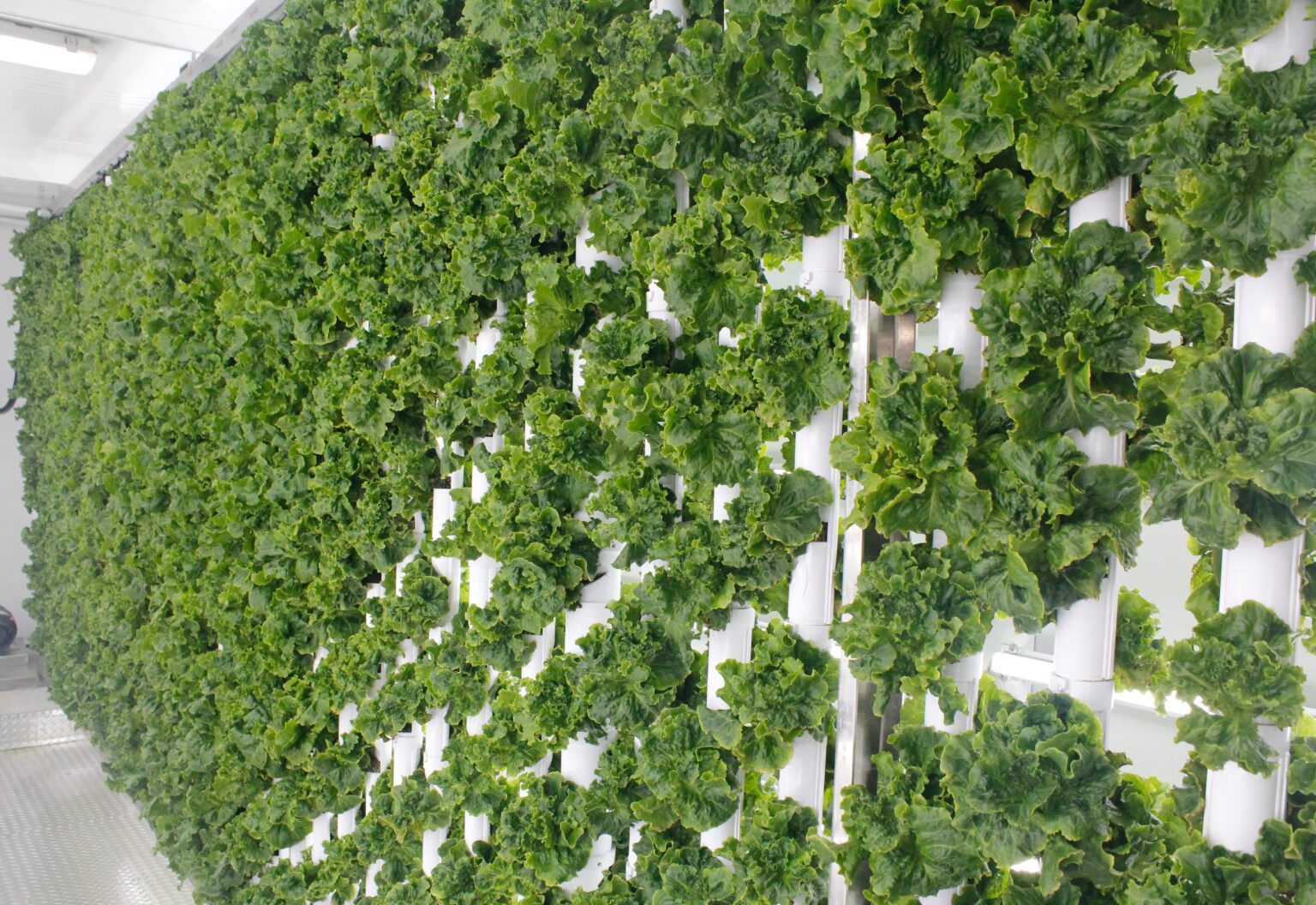 Hydroponic Container Farms and Mushroom Farms | FarmBox Foods