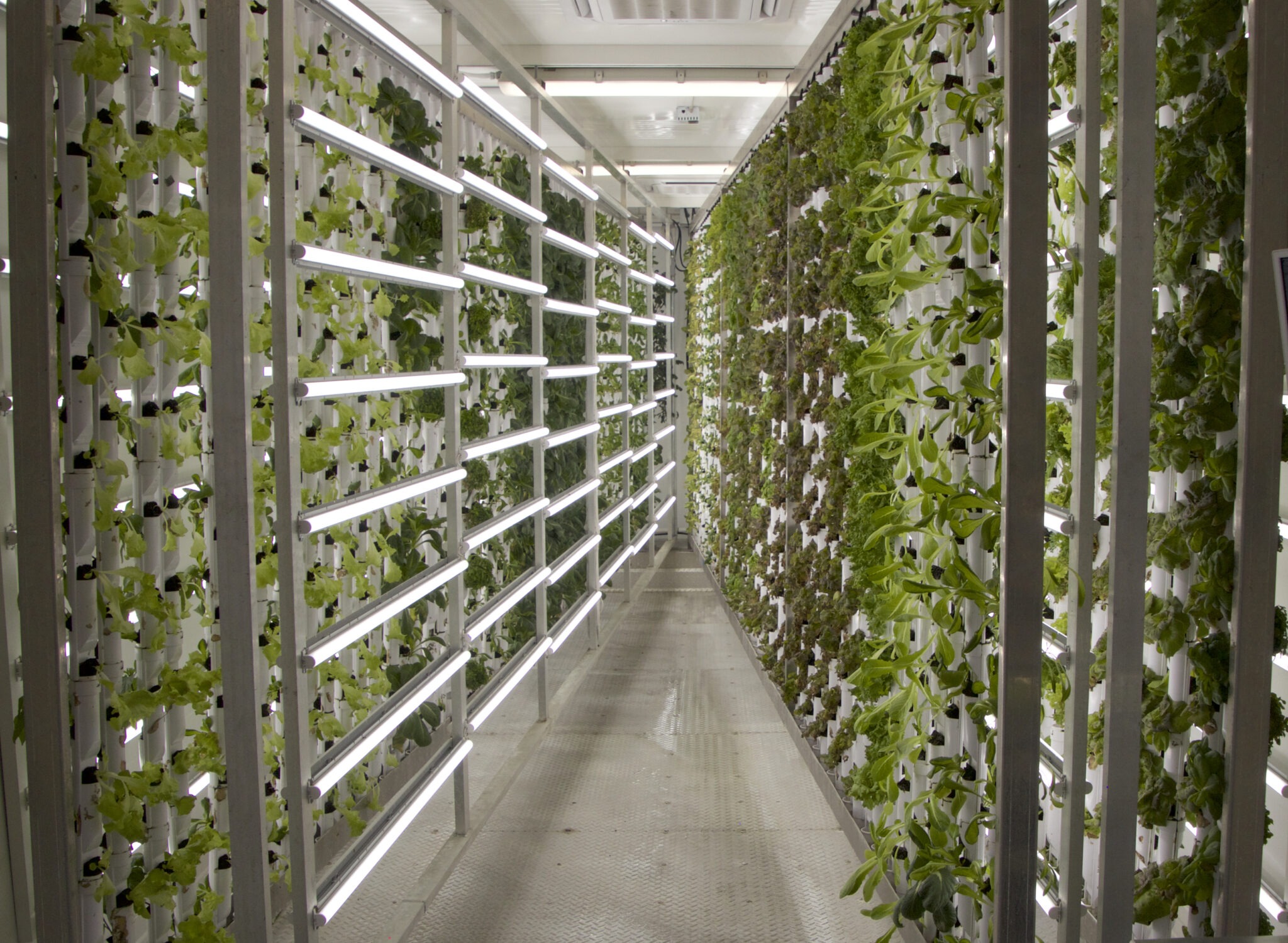 What Types of Plants Grow in a Vertical Hydroponic Farm? - Hydroponic ...