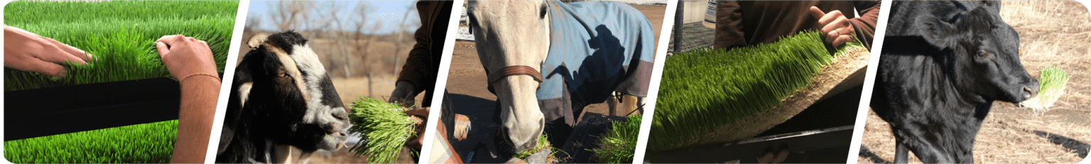 Fodder Farm - A Container-based Fodder Farm from Farmbox Foods