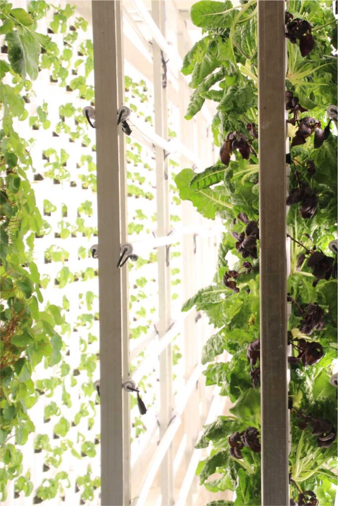 Vertical Hydroponic Farm Company | FarmBox Foods