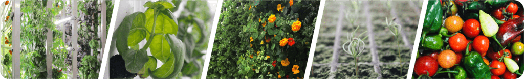 Vertical Hydroponic Farm Company | FarmBox Foods