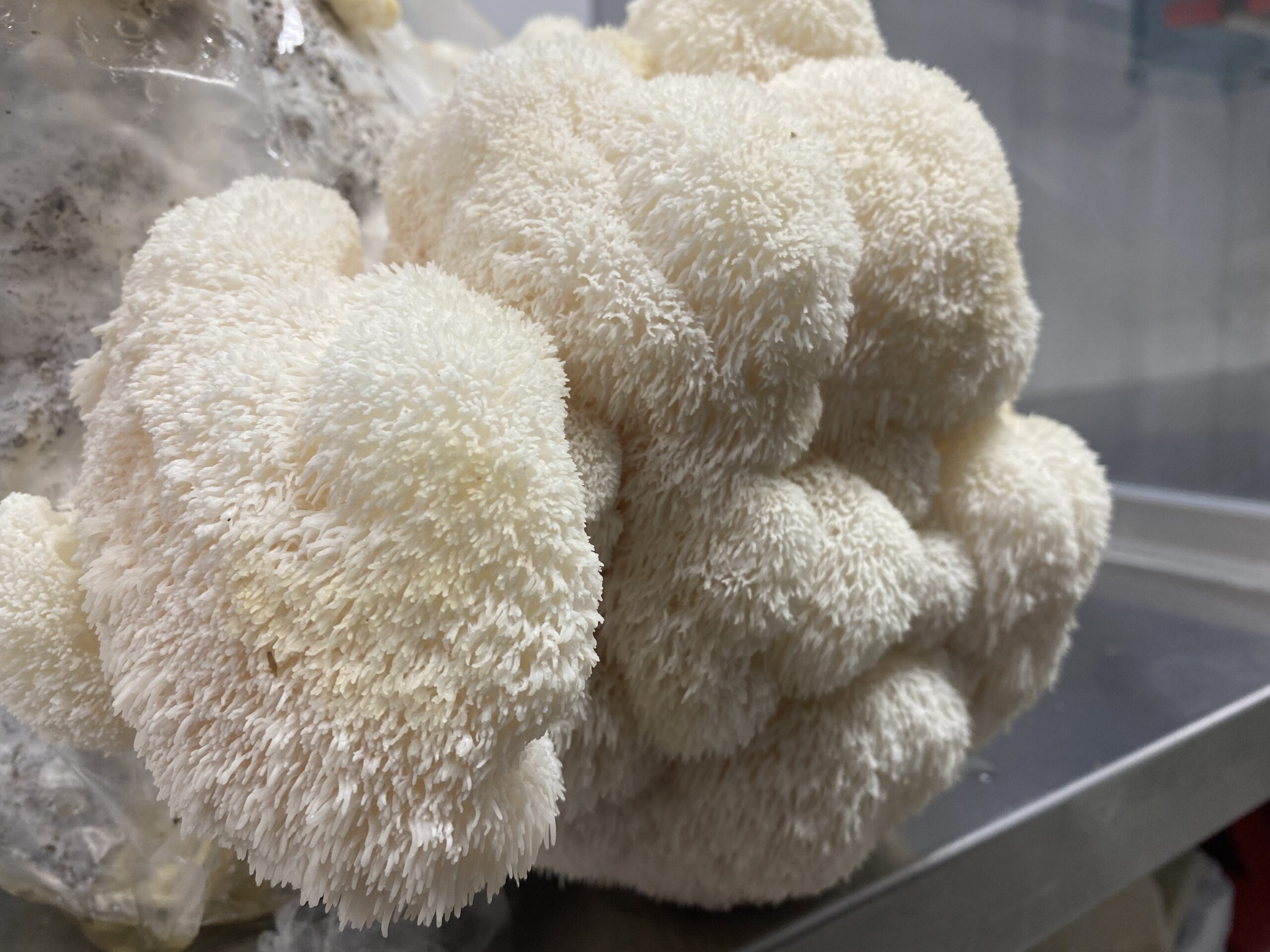 The Wonderful World of Mushrooms - Hydroponic Container Farms and ...