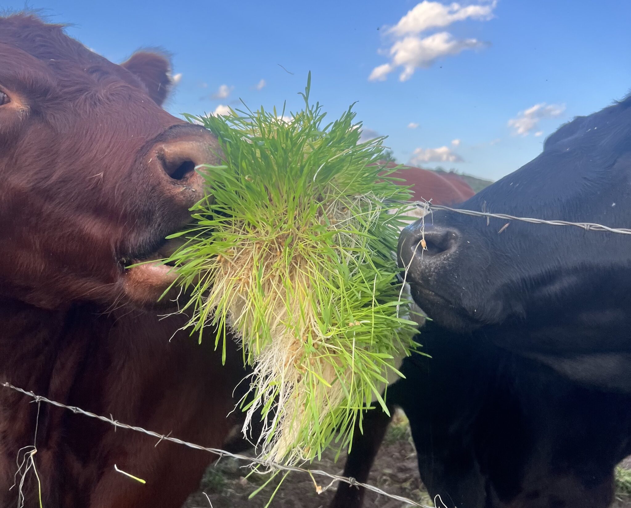 Fodder Farm - A Container-based Fodder Farm from Farmbox Foods