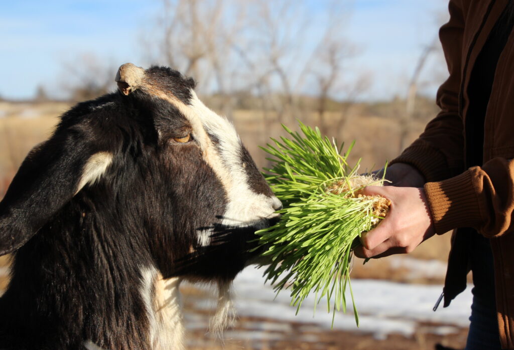 Fodder Farm - A Container-based Fodder Farm from Farmbox Foods